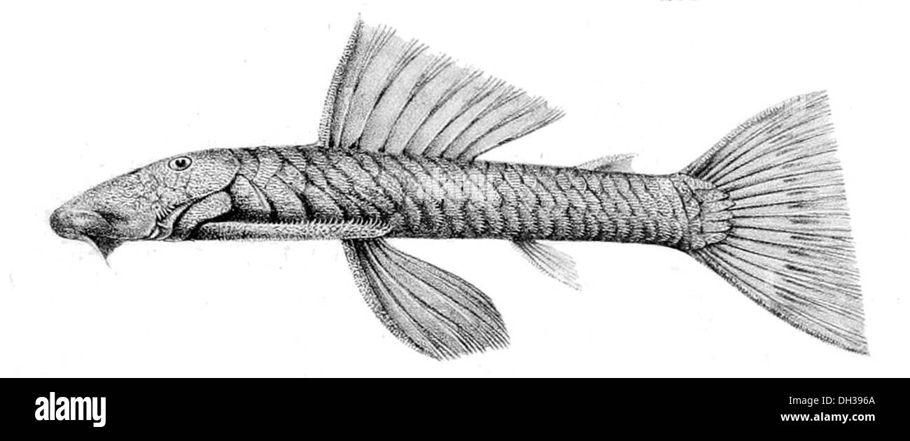 Armored catfish Black and White Stock Photos & Images - Alamy