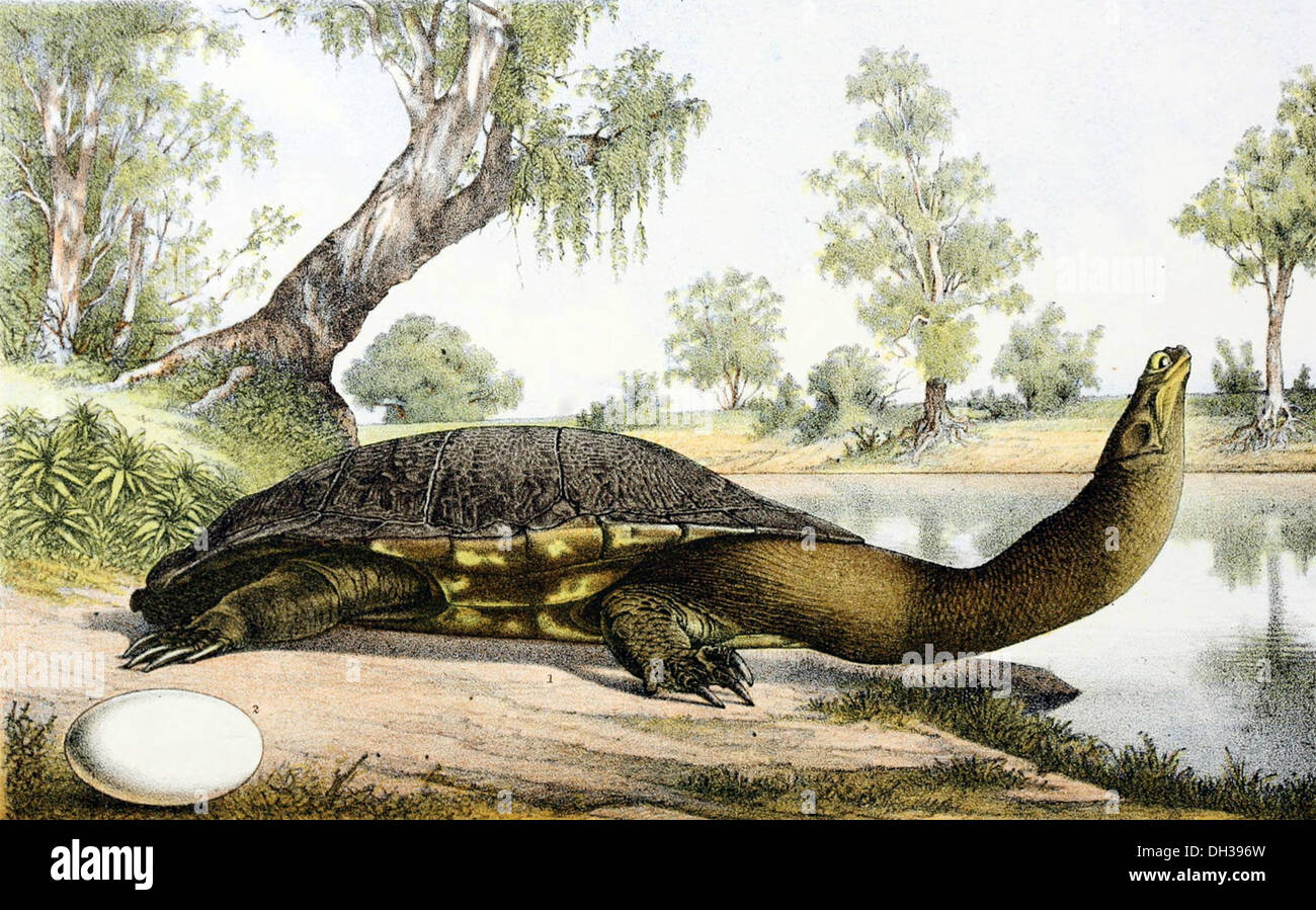 Long neck turtle hi-res stock photography and images - Alamy