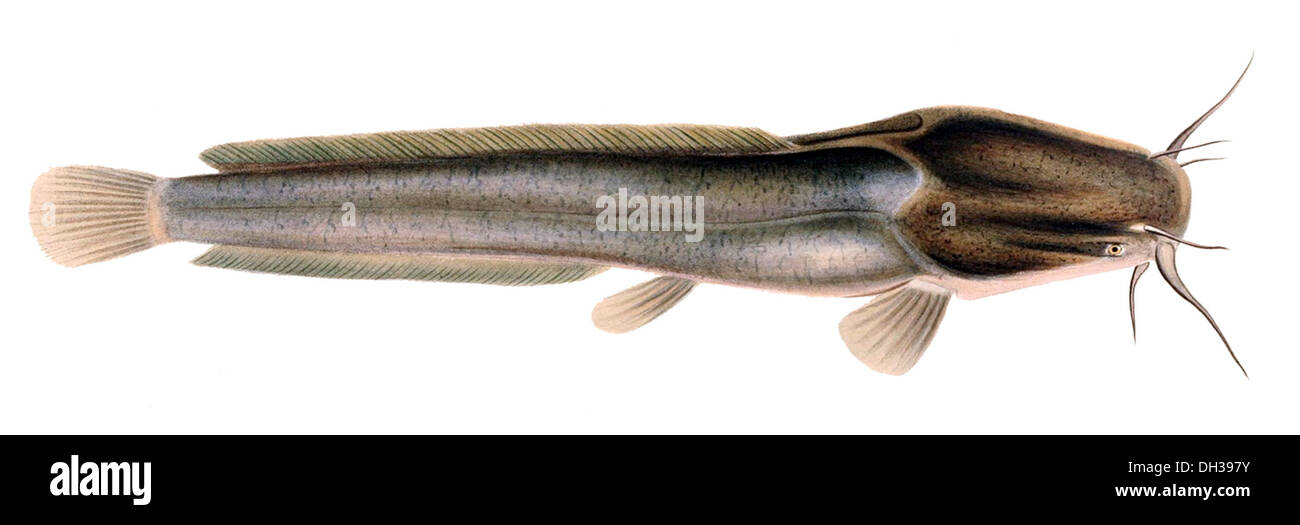 Clarias gariepinus hi-res stock photography and images - Alamy