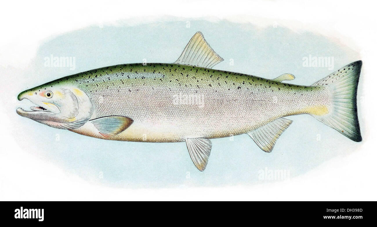Coho Salmon, Adult Male Stock Photo - Alamy