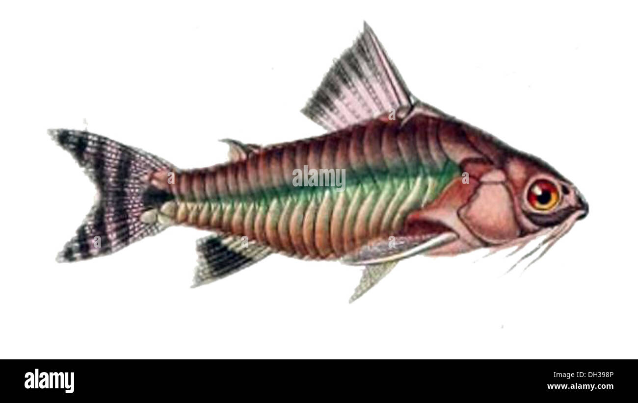 Punctatus hi-res stock photography and images - Alamy