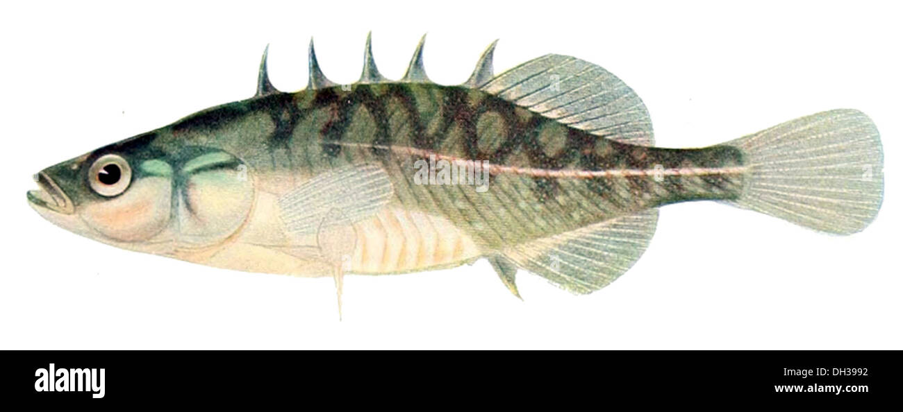 Culaea inconstans hi-res stock photography and images - Alamy