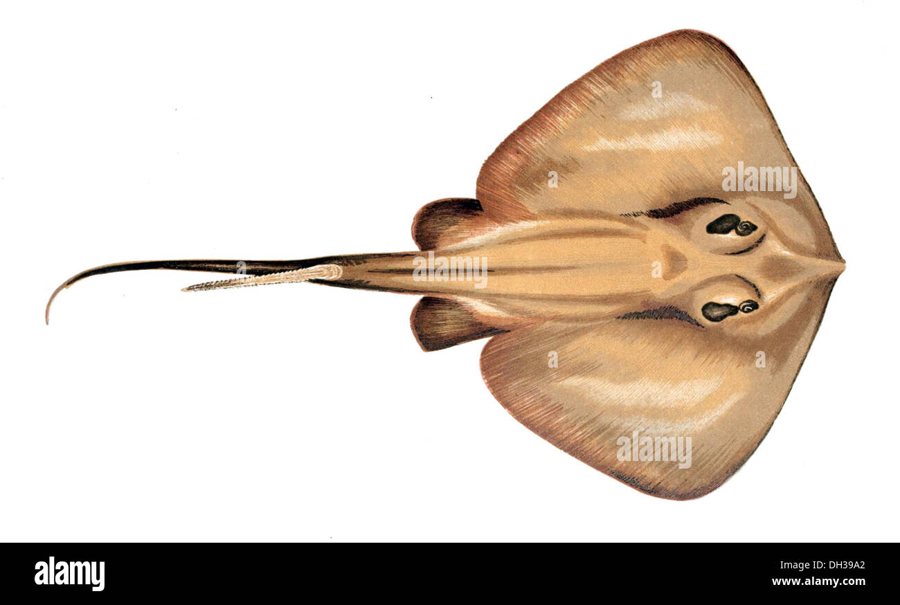 Stingray barb Cut Out Stock Images & Pictures - Alamy