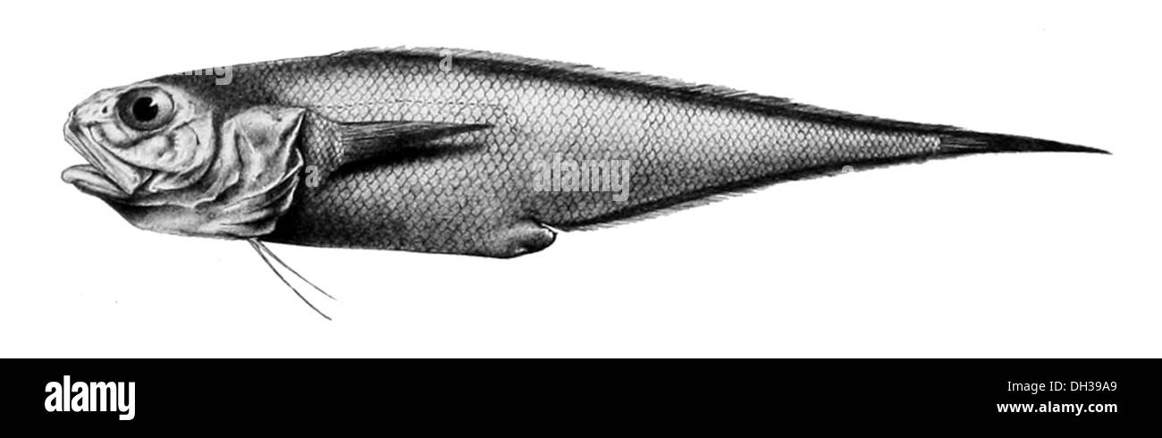 Robust fish species hi-res stock photography and images - Alamy