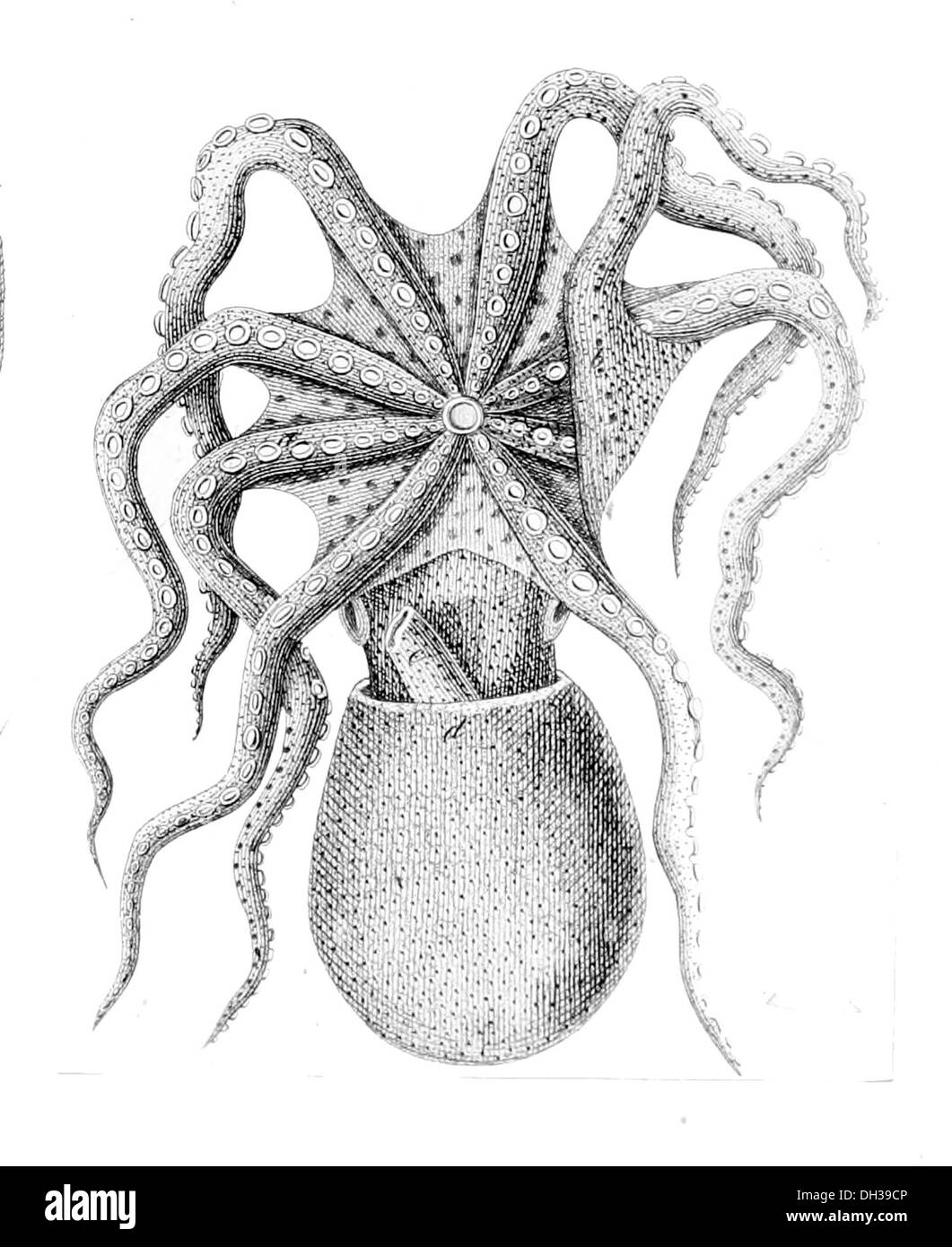 Cuttlefish morphology Cut Out Stock Images & Pictures - Alamy