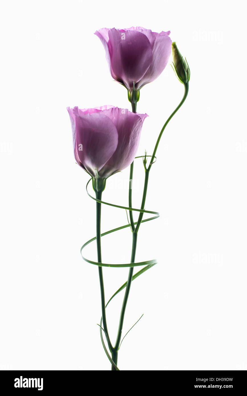 Eustoma russellianum hi-res stock photography and images - Alamy
