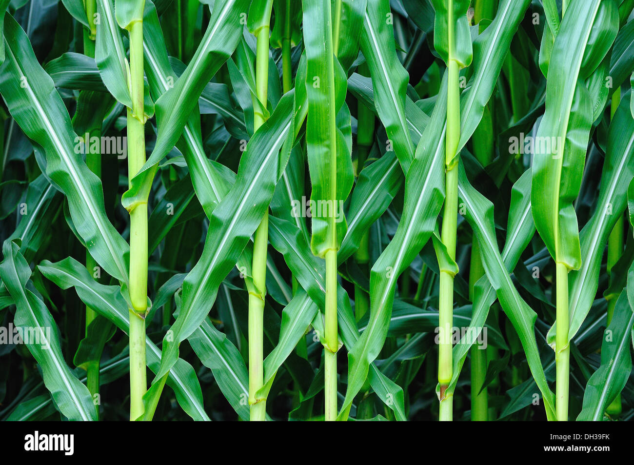 mature corn stalks Stock Photo - Alamy