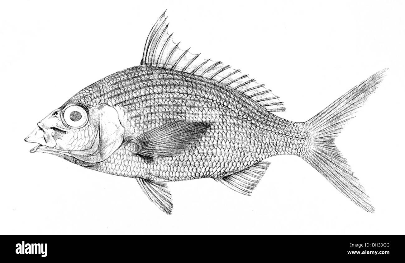 Gerres hi-res stock photography and images - Alamy