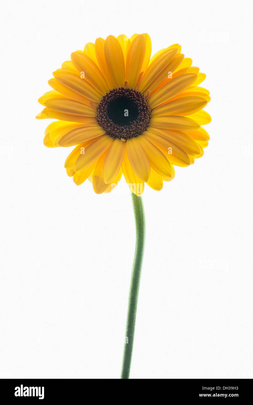 Single flower stem hi-res stock photography and images - Alamy