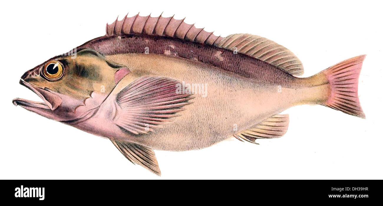 Helicolenus dactylopterus, known as McCoy's rockfish, is a species of ...