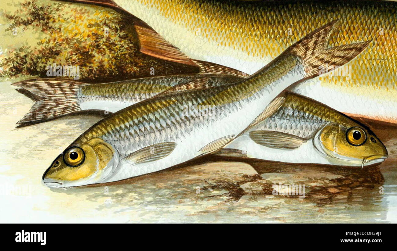 Common gudgeon hi-res stock photography and images - Alamy