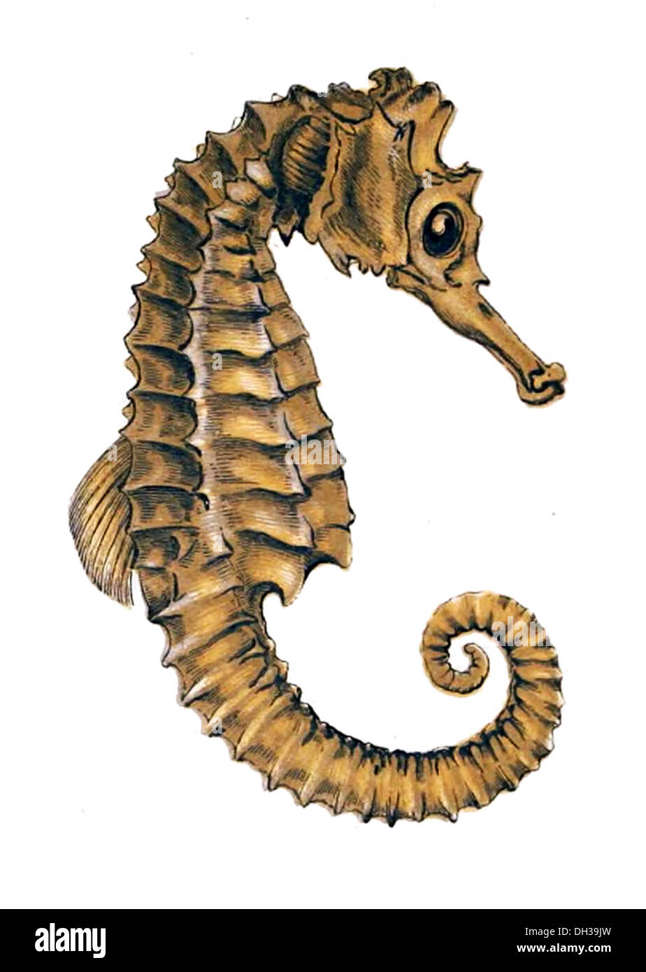 Seahorse anatomy hi-res stock photography and images - Alamy