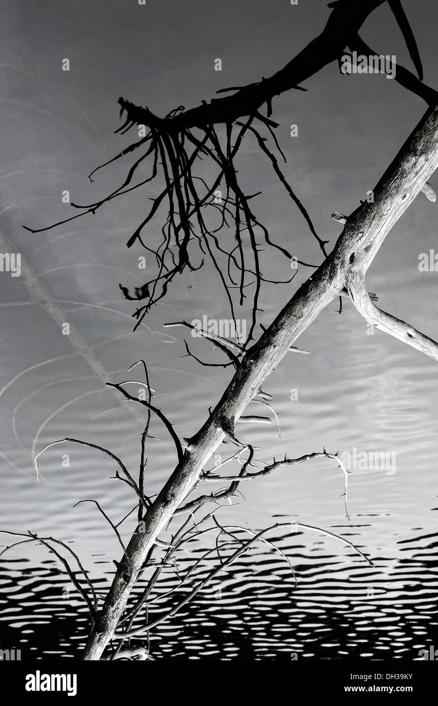 Dead tree alive tree hi-res stock photography and images - Alamy