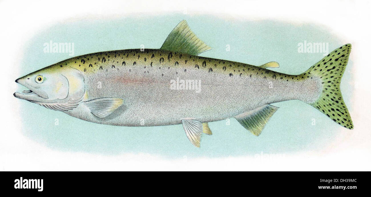 The adult male humpback salmon (Oncorhynchus gorbuscha) is a species of ...