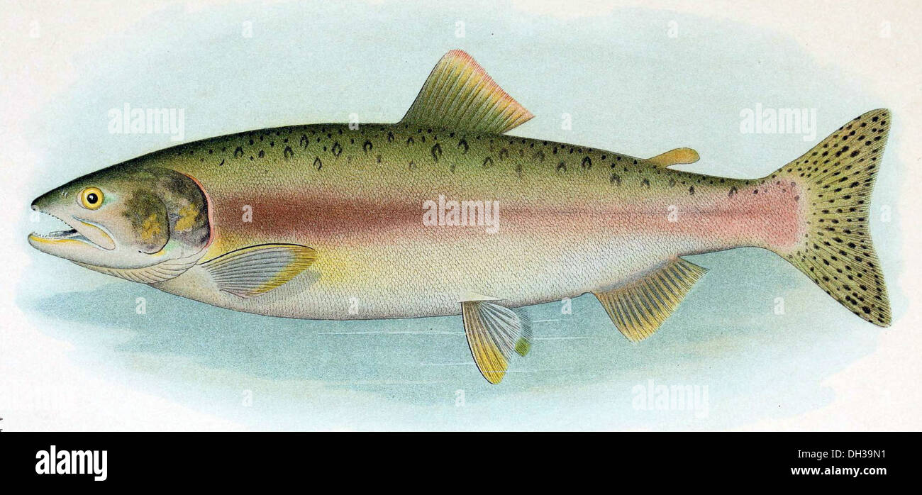 Humpback Salmon Breeding Female Stock Photo - Alamy