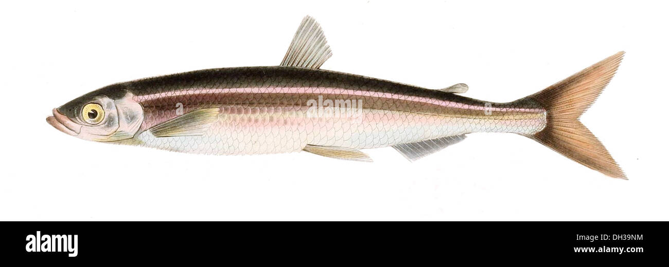Hypomesus japonicus hi-res stock photography and images - Alamy