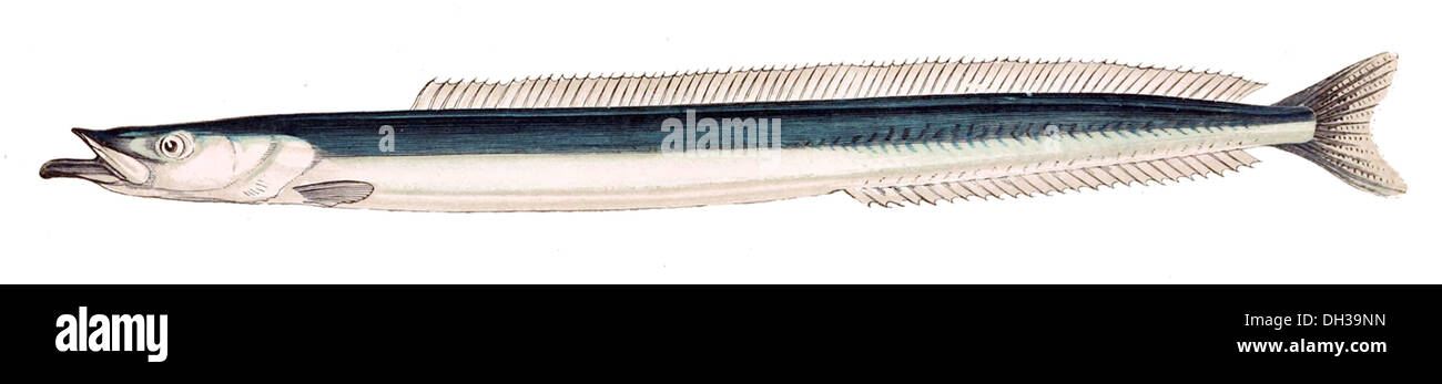 Lanceolatus hi-res stock photography and images - Alamy