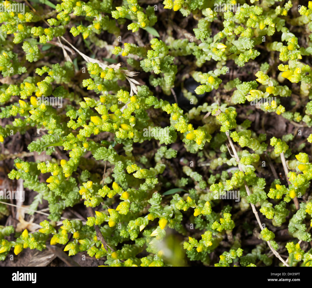 Plant verdure hi-res stock photography and images - Alamy