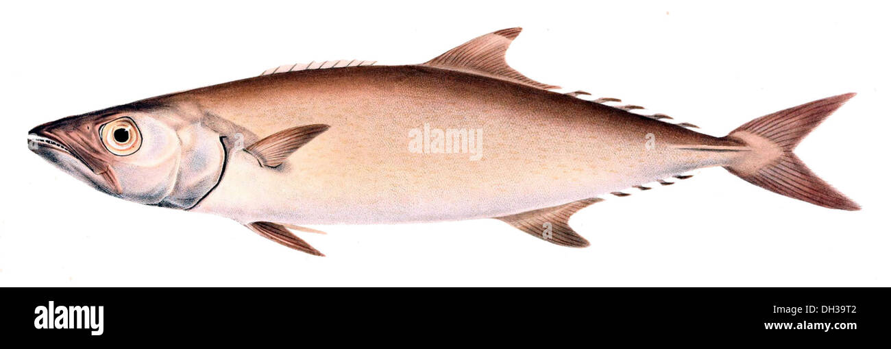 Fish deep in tropical Cut Out Stock Images & Pictures - Alamy
