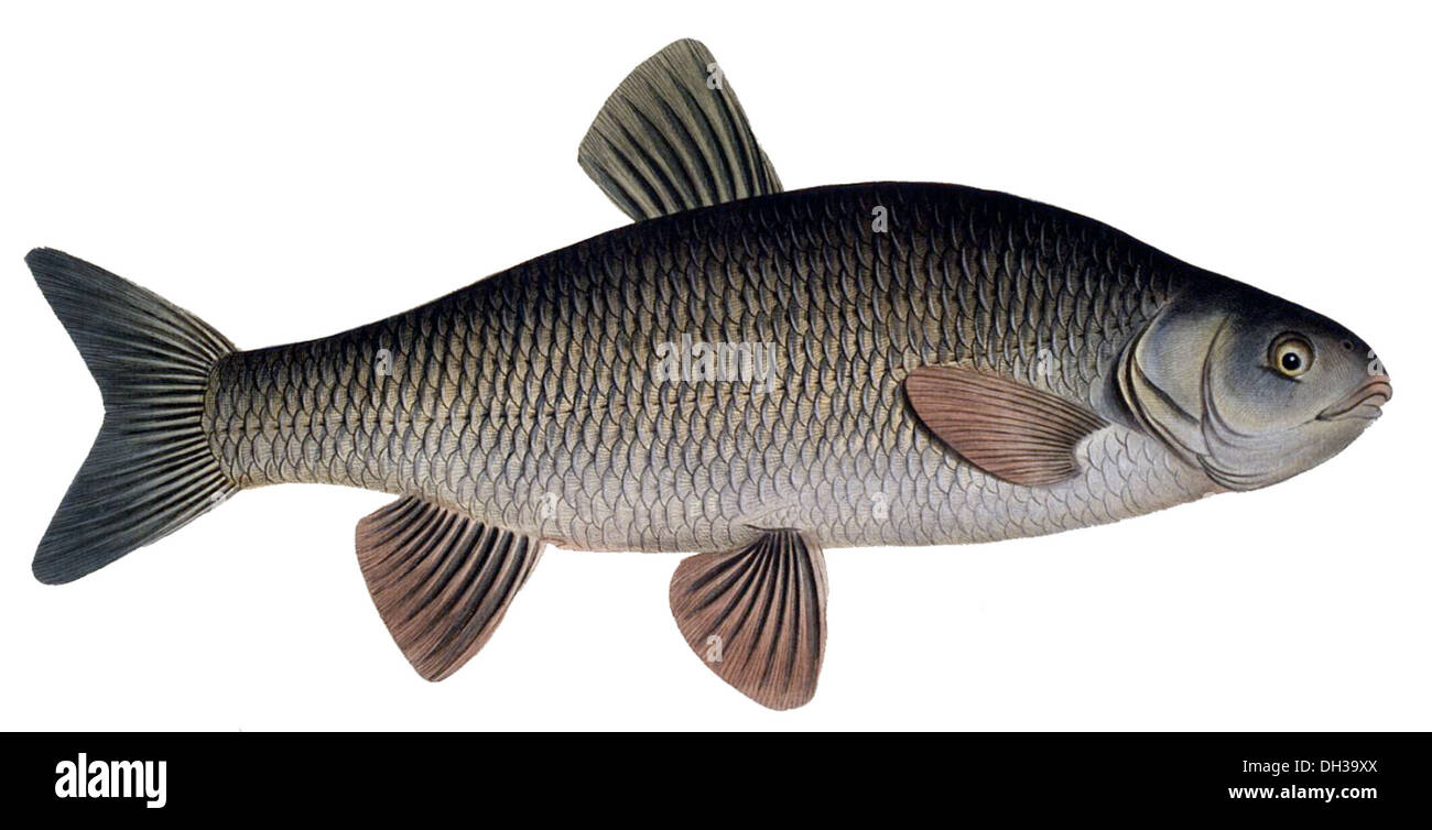 Freshwater lakes species Cut Out Stock Images & Pictures - Alamy