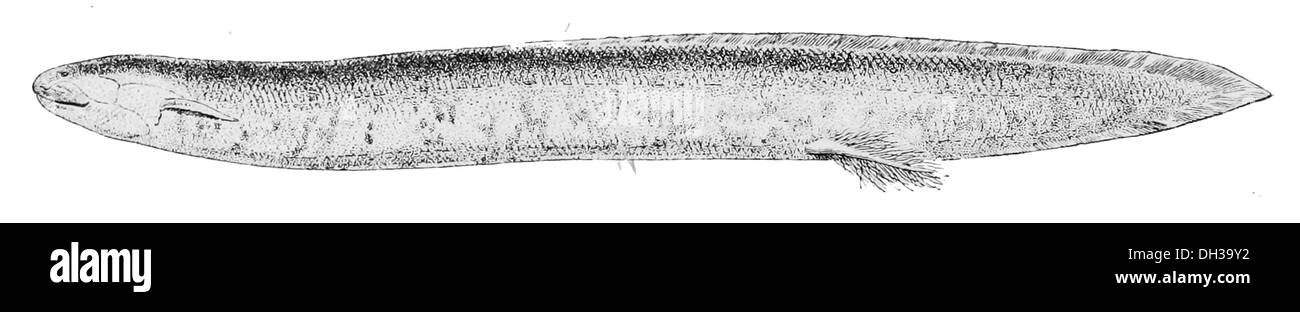 South american lungfish lepidosiren paradoxa hi-res stock photography ...