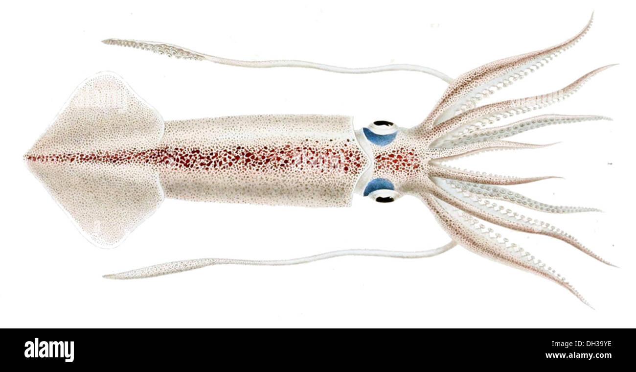 Loligo hi-res stock photography and images - Alamy