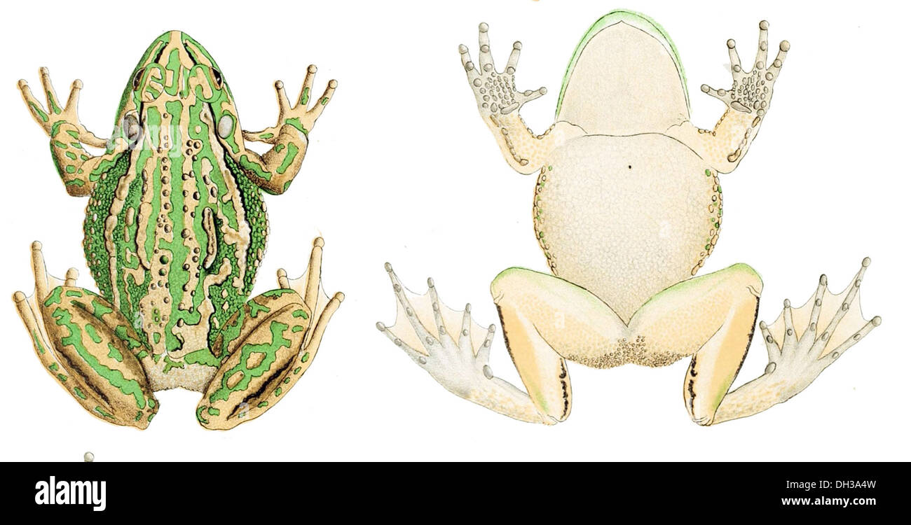Litoria aurea, the green and golden bell frog, is a species native to ...