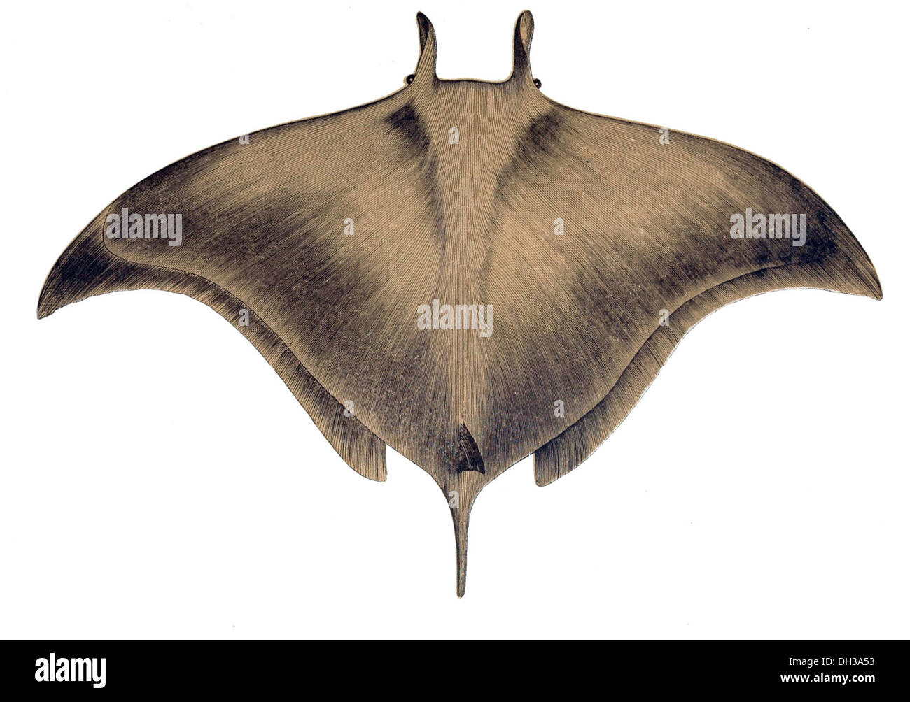 Mobula mobular hi-res stock photography and images - Alamy