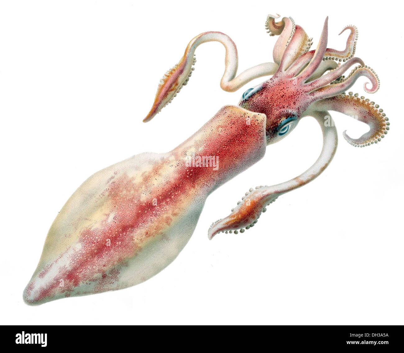 Inshore fish species Cut Out Stock Images & Pictures - Alamy