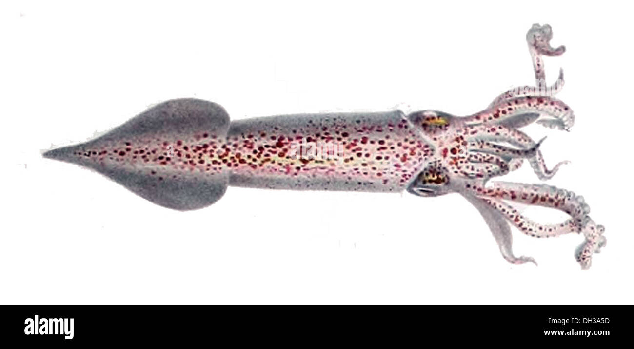 Shortfin squid Cut Out Stock Images & Pictures - Alamy