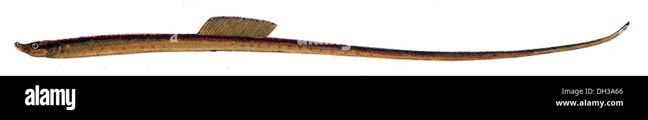 Common pipefish hi-res stock photography and images - Alamy