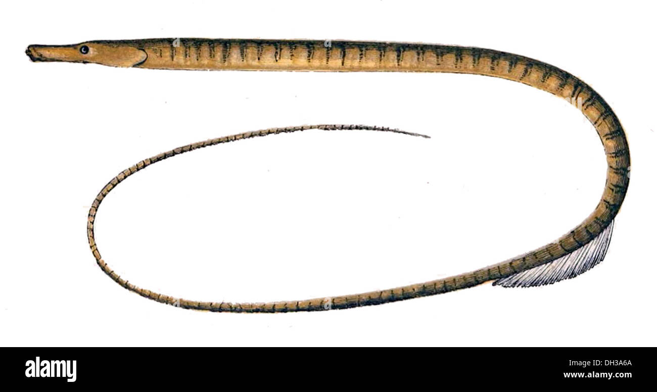 Common pipefish Cut Out Stock Images & Pictures - Alamy