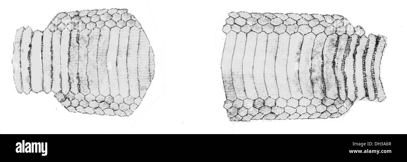 The teeth of Myliobatis australis, also known as the southern stingray ...