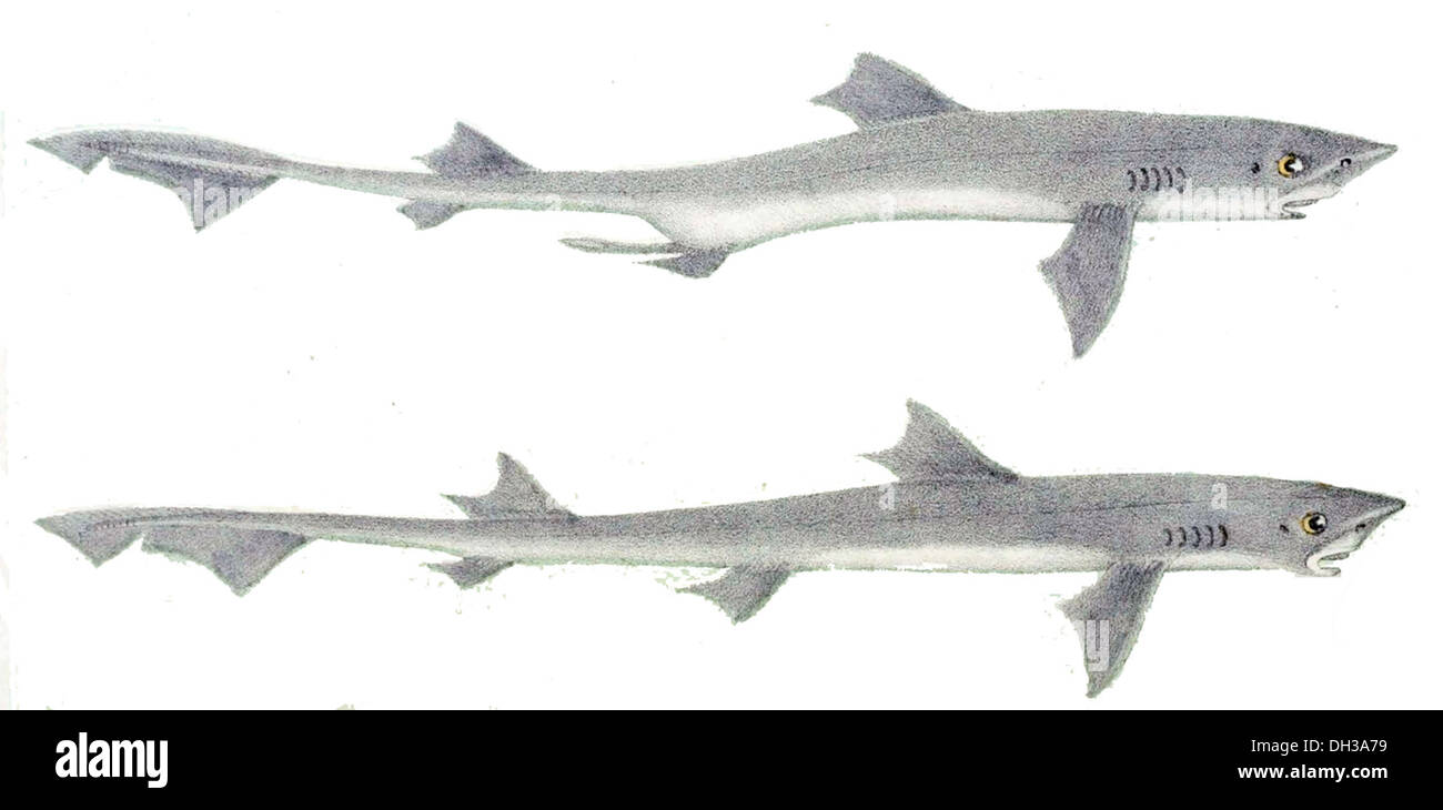 Smooth hound shark hi-res stock photography and images - Alamy