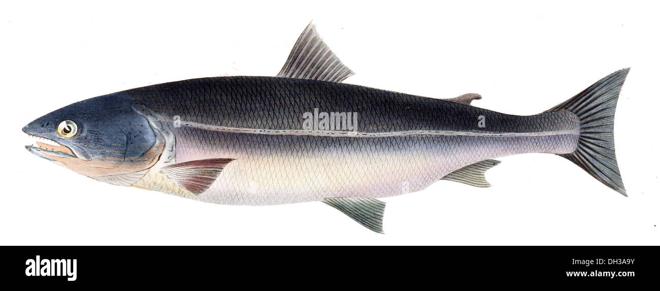 Masou salmon Cut Out Stock Images & Pictures - Alamy