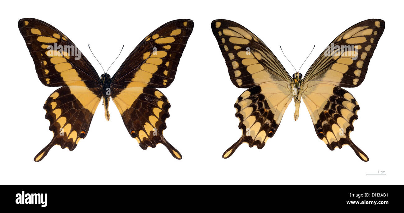 Black swallowtail butterfly species Cut Out Stock Images & Pictures - Alamy