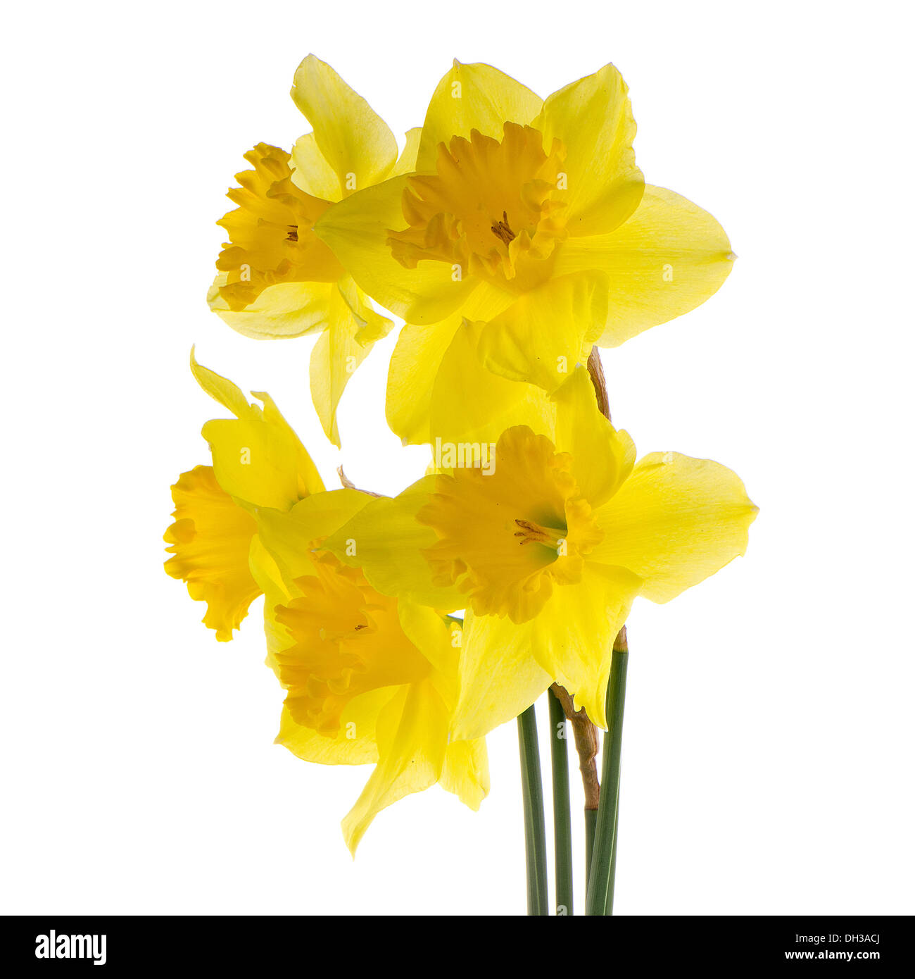 Yellow jonquil flowers isolated on white background Stock Photo - Alamy