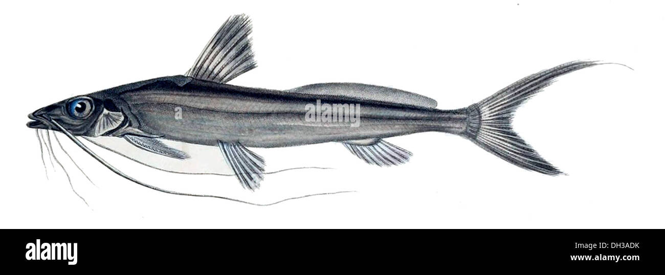 Pimelodella hi-res stock photography and images - Alamy