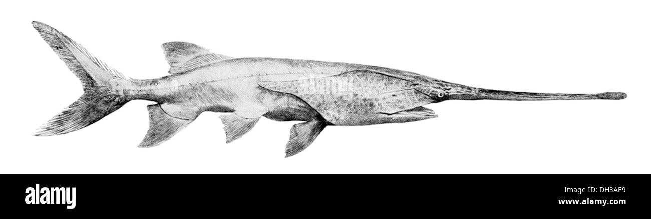 Polyodon spathula, commonly known as the paddlefish, is a species of ...