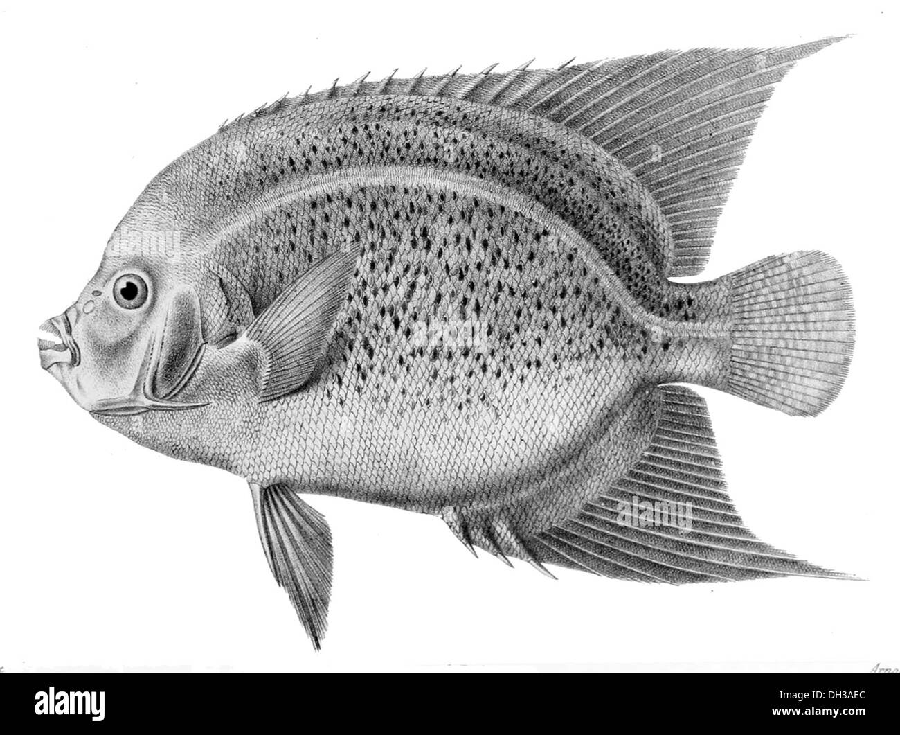 Angelfish semicircular angelfish hi-res stock photography and images ...