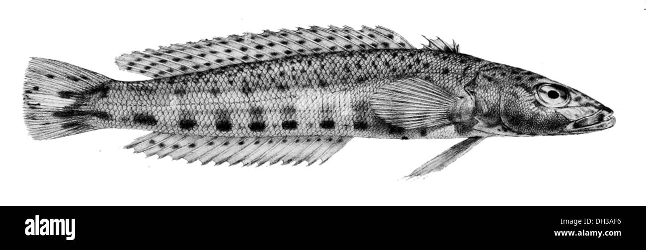 Parapercis xanthozona hi-res stock photography and images - Alamy