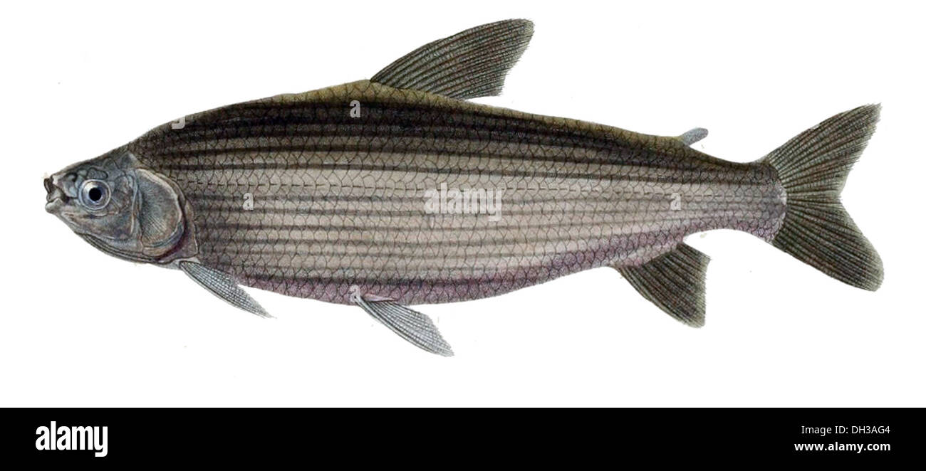 Prochilodus lineatus, commonly known as the sabalo, is a species of ...