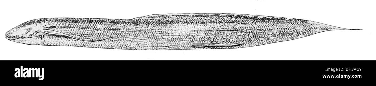 Protopterus dolloi, also known as the Congo lungfish, is a species of ...