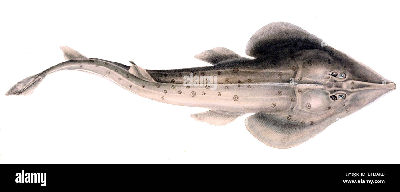 Rhinobatos annulatus hi-res stock photography and images - Alamy