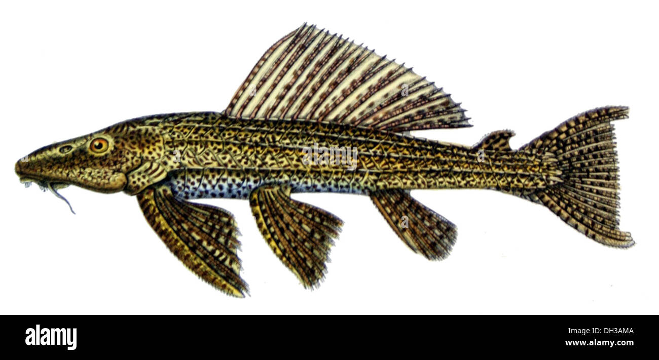 Pterygoplichthys pardalis hi-res stock photography and images - Alamy