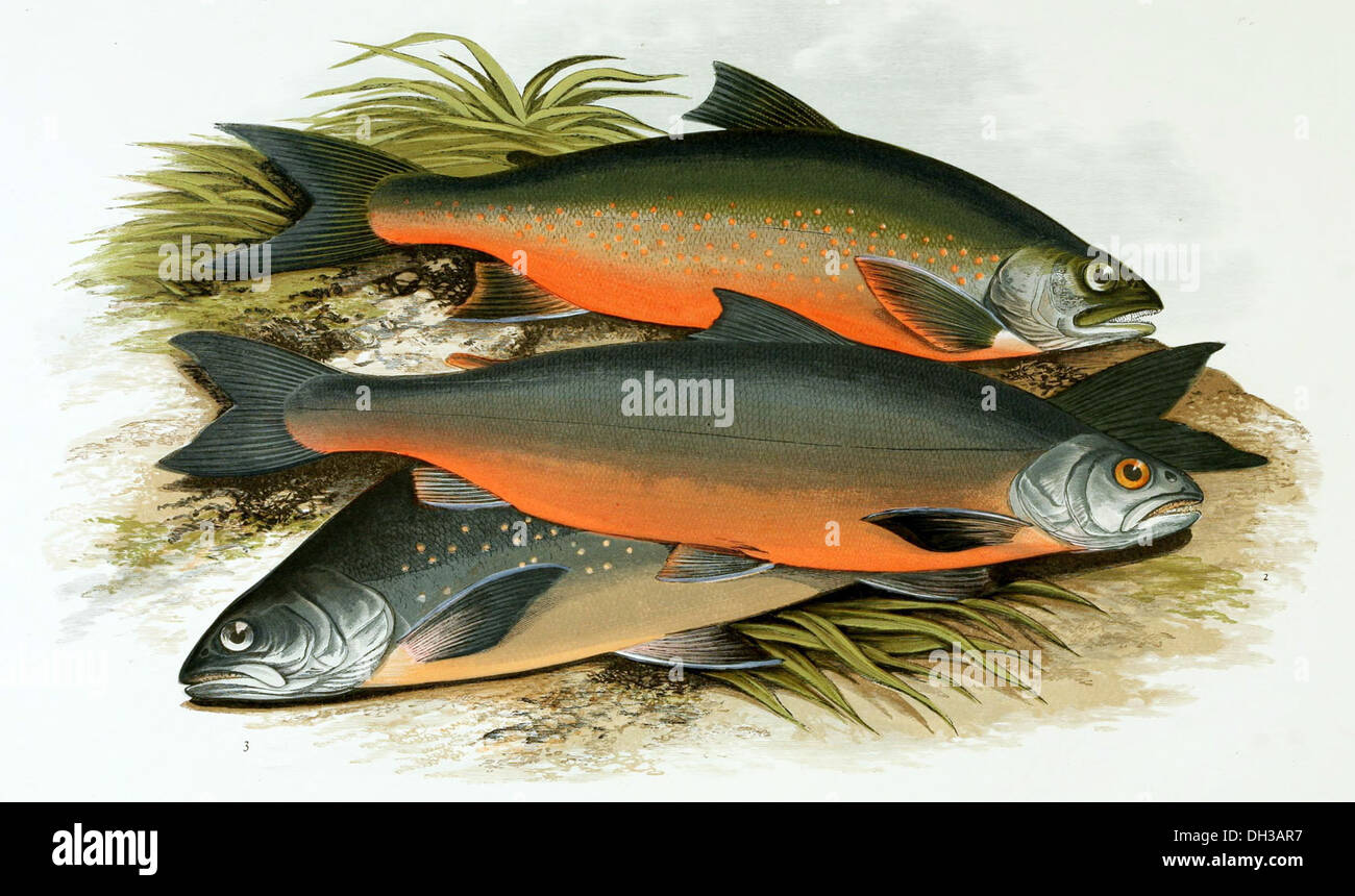 Salvelinus alpinus, known as the Arctic char, is a species of fish ...