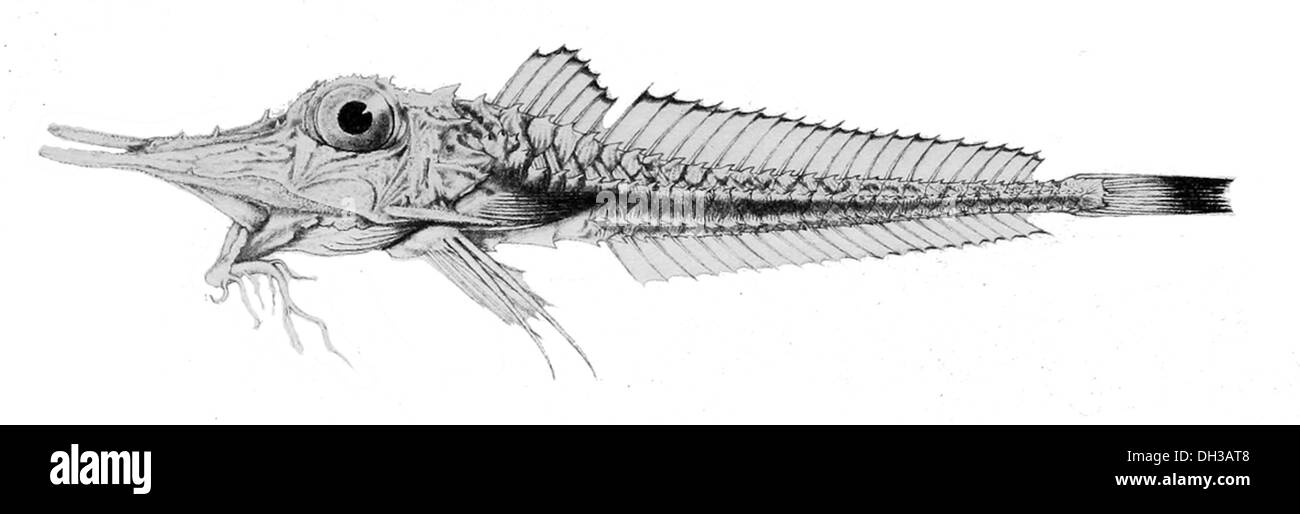 Distinctive fin structures hi-res stock photography and images - Alamy