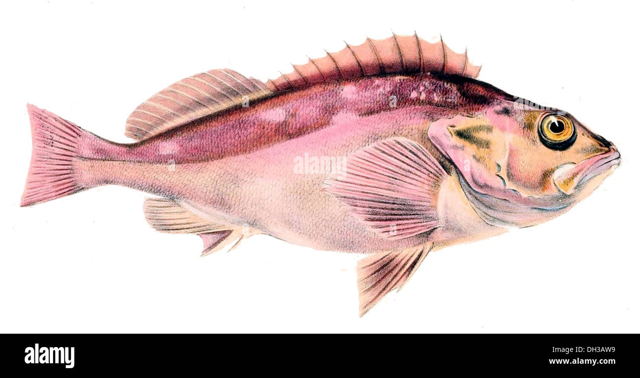 South africa fish species hi-res stock photography and images - Alamy