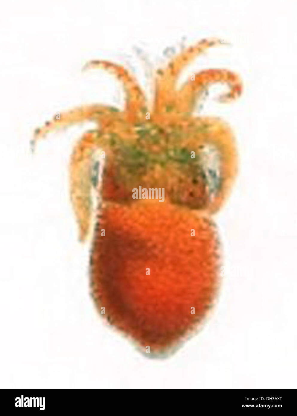 Sepiola aurantiaca hi-res stock photography and images - Alamy
