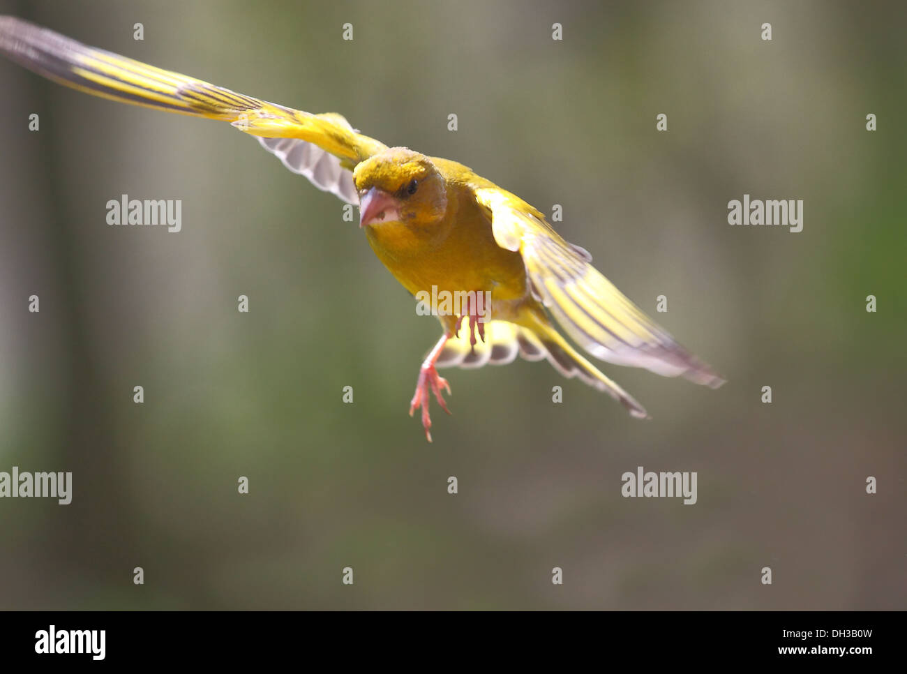 Green finch in flight hi-res stock photography and images - Alamy